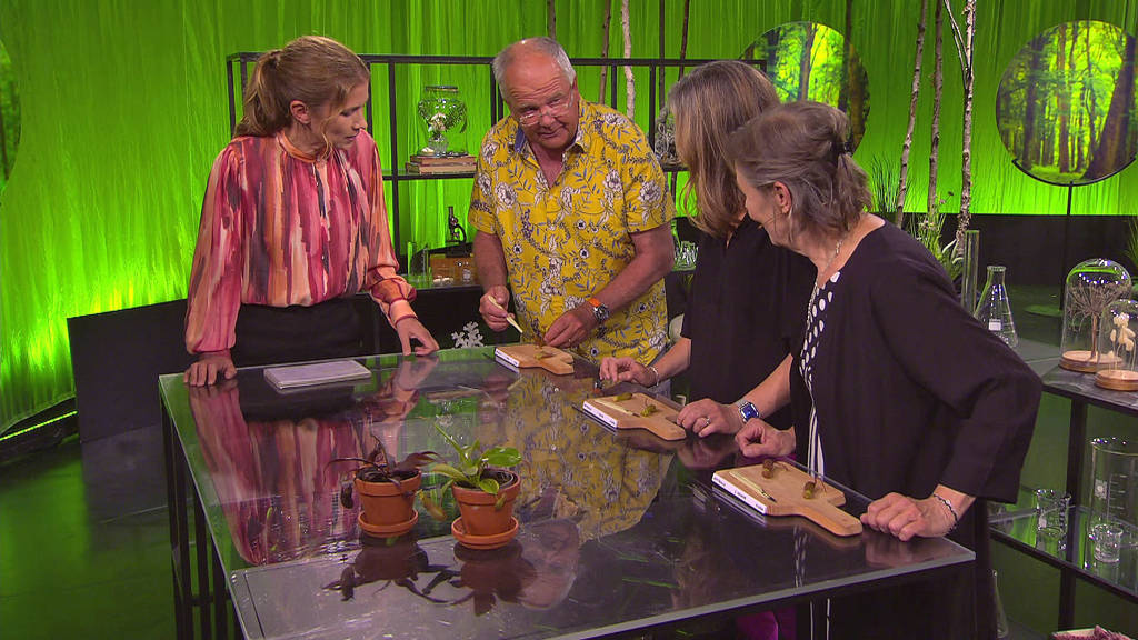 Studio natur – Chatt | SVT Play