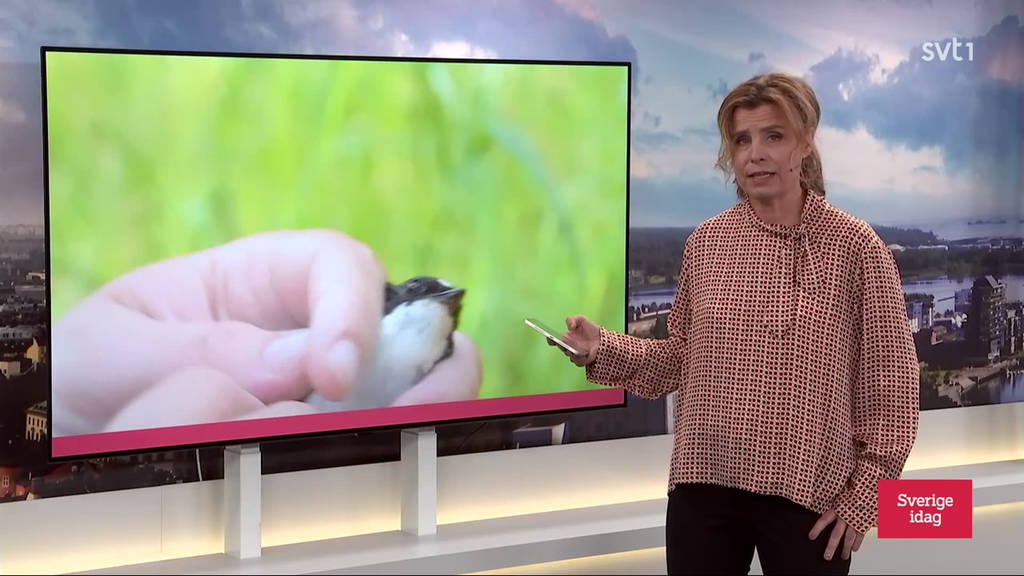 Sverige idag – Avsnitt 21 | SVT Play