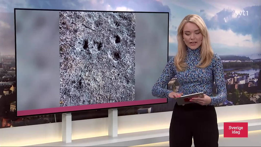 Sverige idag – Avsnitt 26 | SVT Play