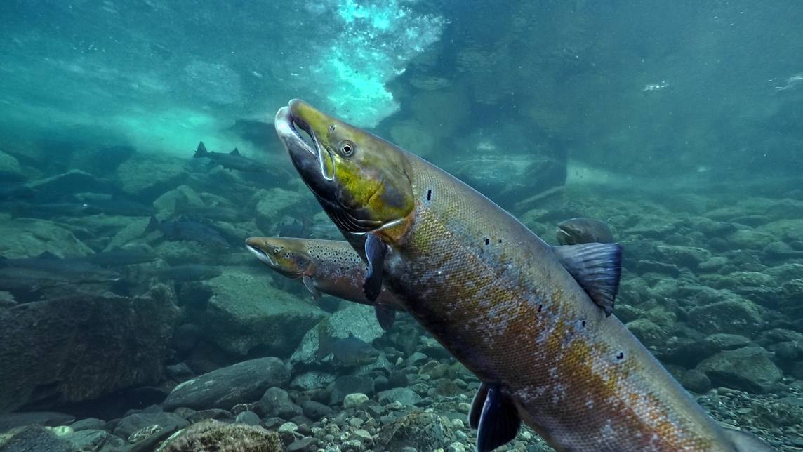 Fiskarnas rike – 1. Älven | SVT Play