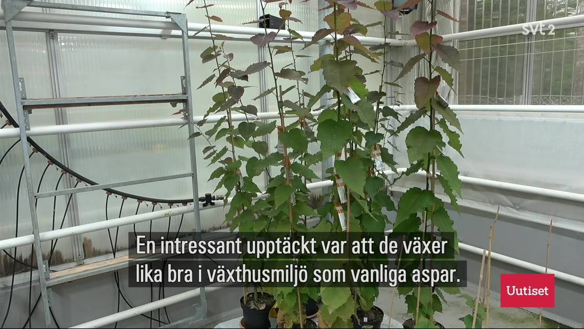 Uutiset – Avsnitt 18 | SVT Play