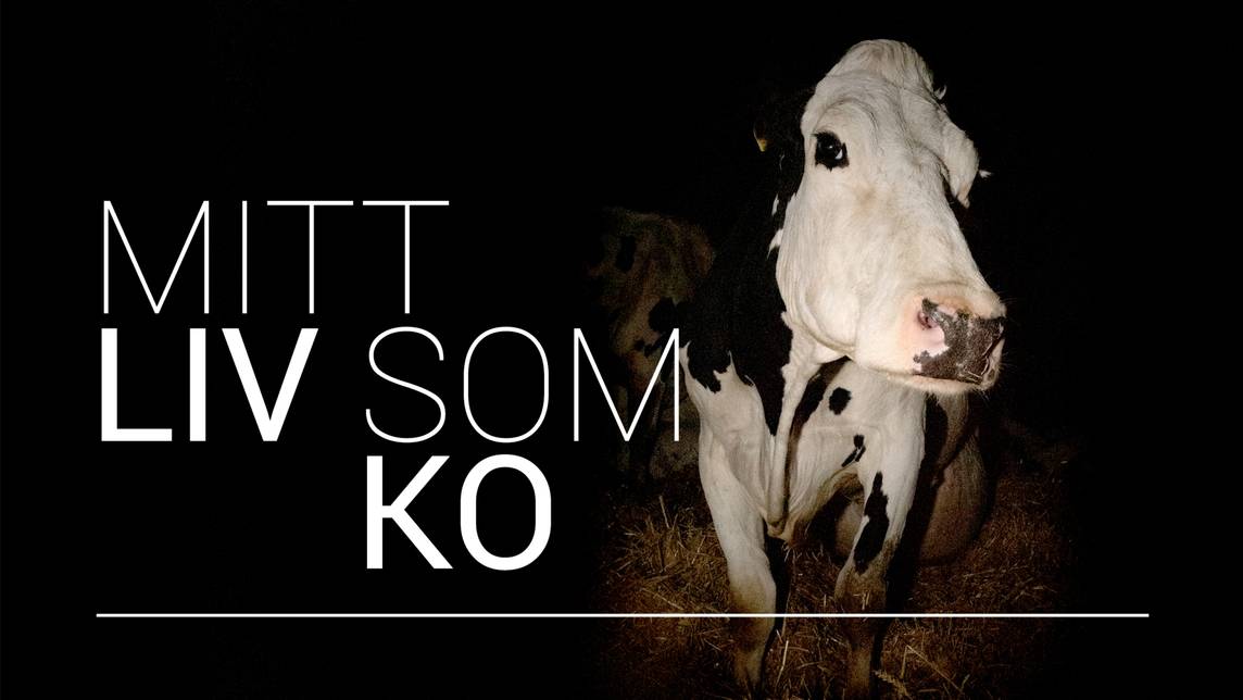 Mitt liv som ko | SVT Play