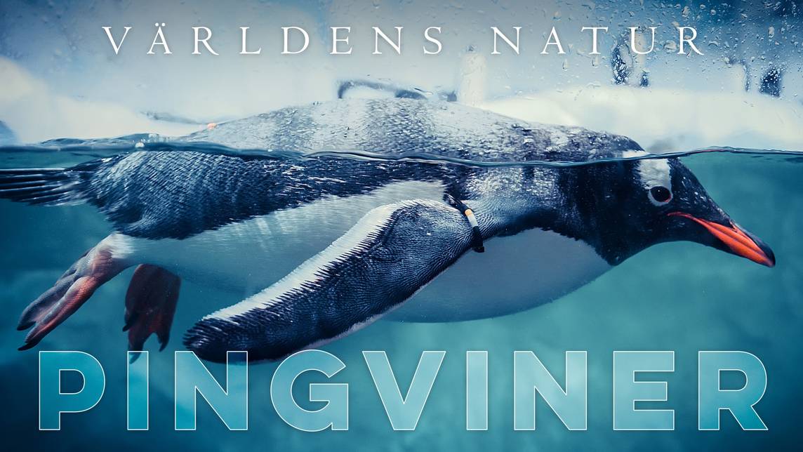 Världens natur: Pingviner | SVT Play