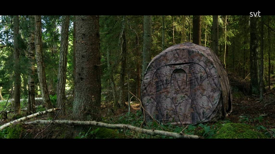 Fiskarnas rike – 2. Livet i ett gömsle | SVT Play