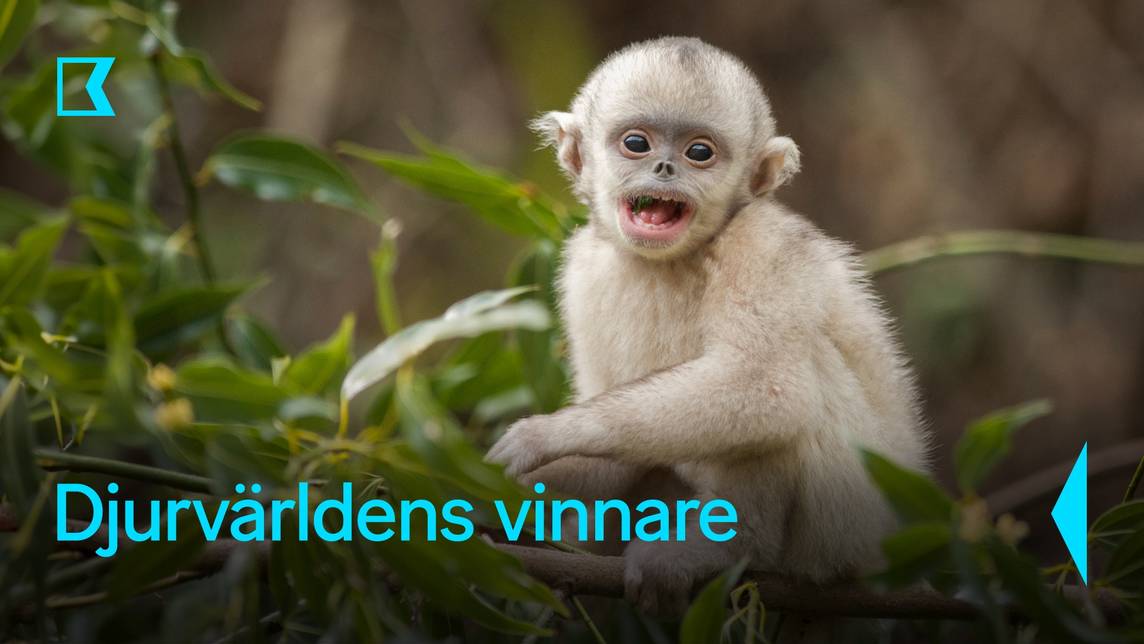 Djurvärldens vinnare | SVT Play
