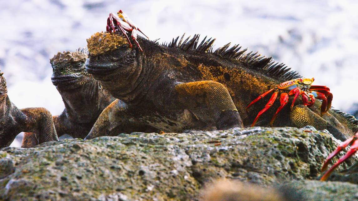 Stilla havet – 3. Kusten | SVT Play