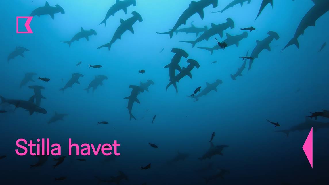 Stilla havet | SVT Play