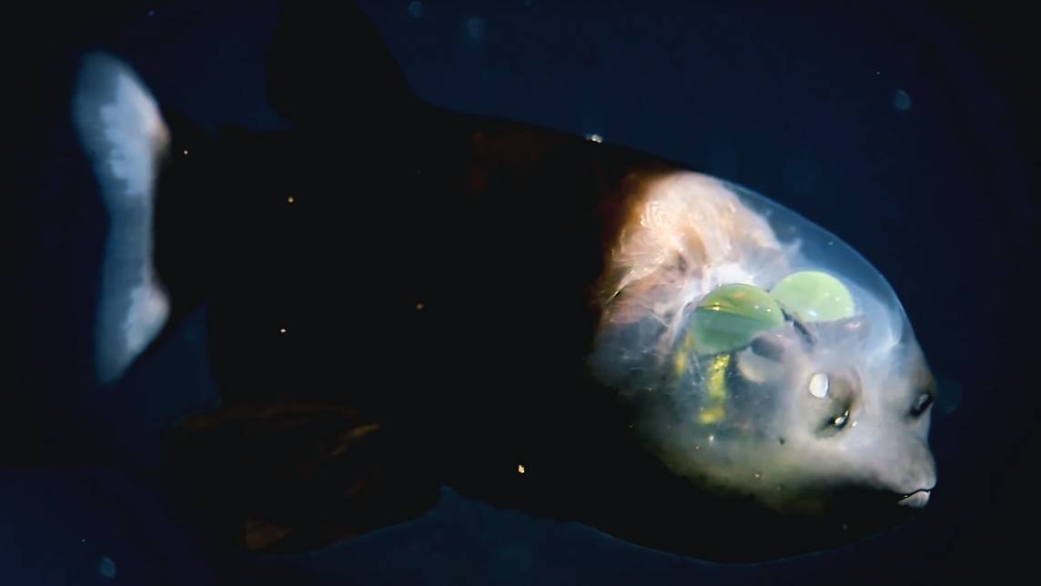 Stilla havet – 4. Djupa vatten | SVT Play