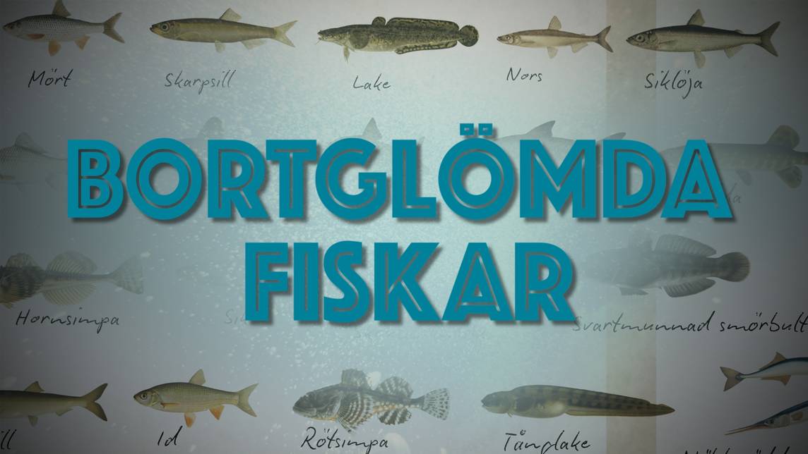 Bortglömda fiskar | SVT Play