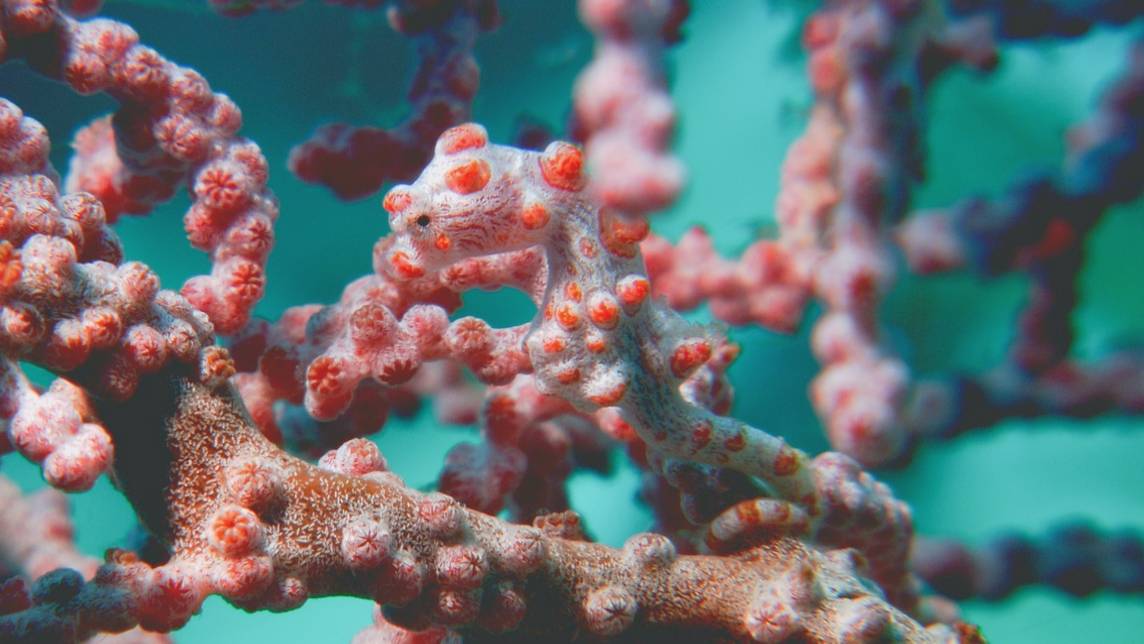 Stilla havet – 2. Grunda vatten | SVT Play