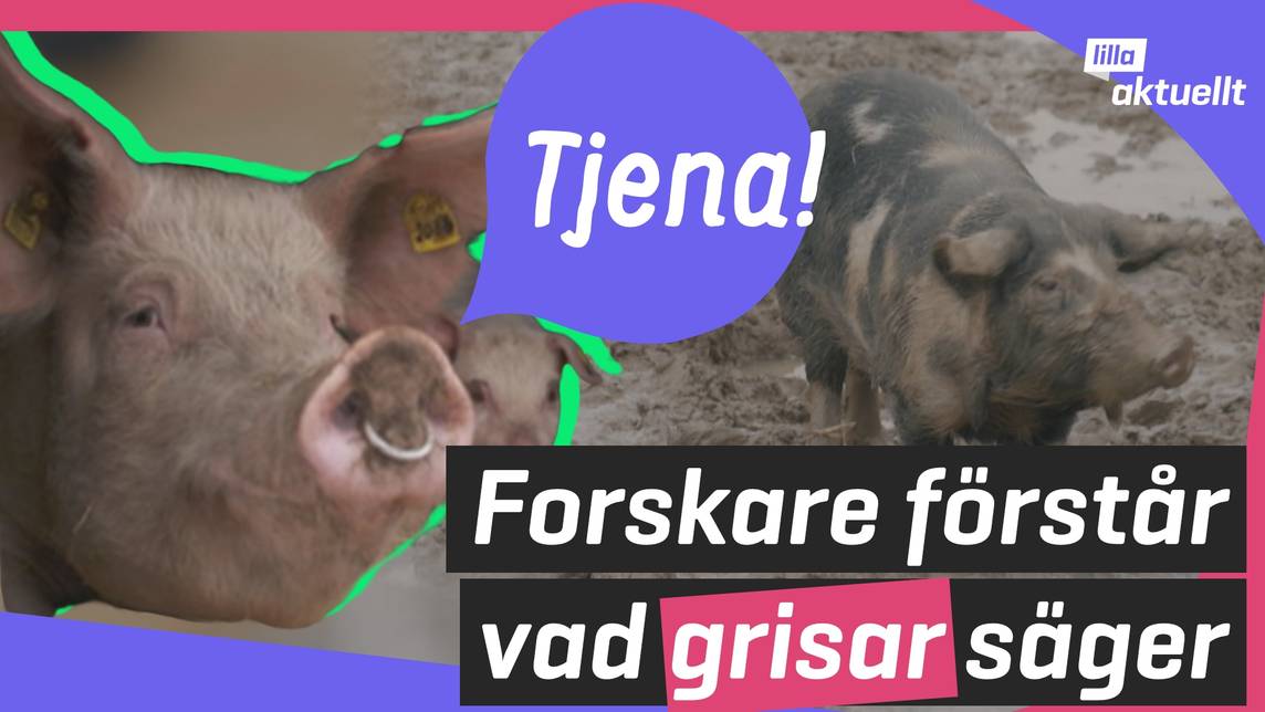 Lilla Aktuellt & Lilla Aktuellt skola – Grisar berättar vad de känner ...