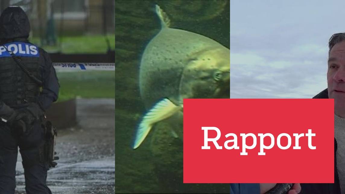 Rapport – Avsnitt 1 | SVT Play