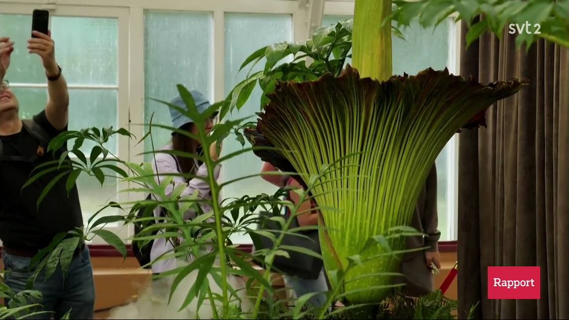 Rapport – Avsnitt 23 | SVT Play