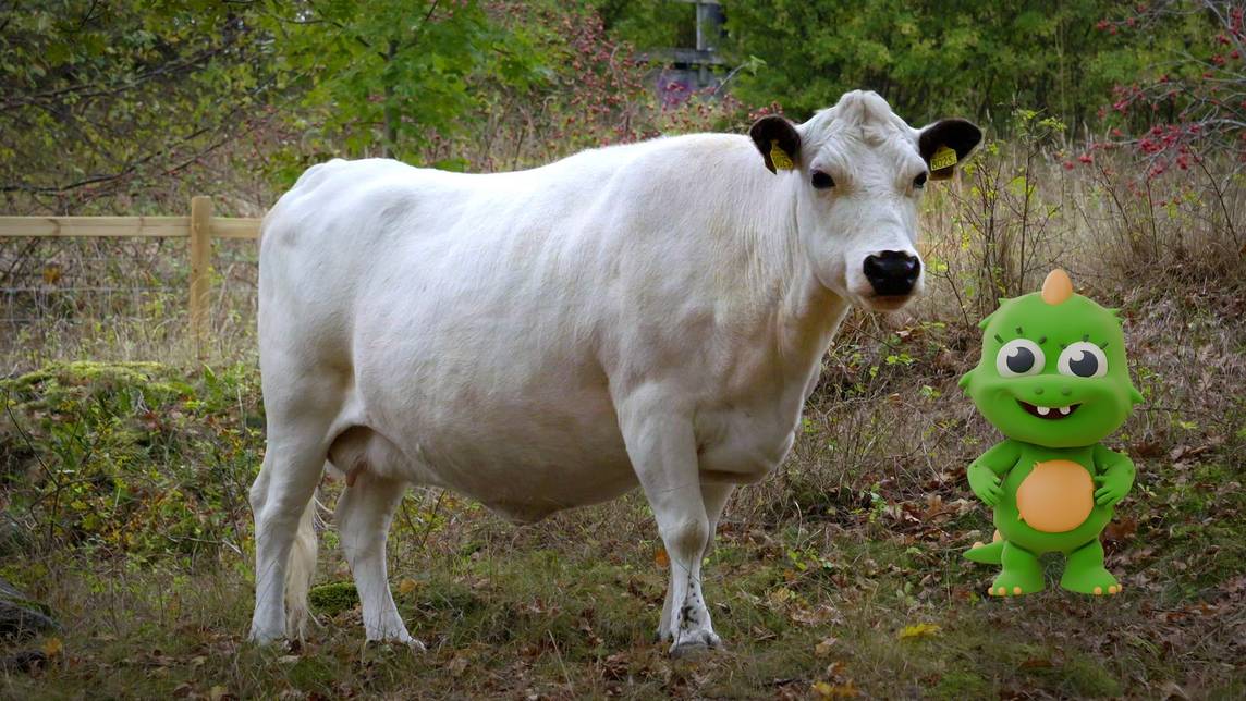 Bolibompa Mini – Ko | SVT Play