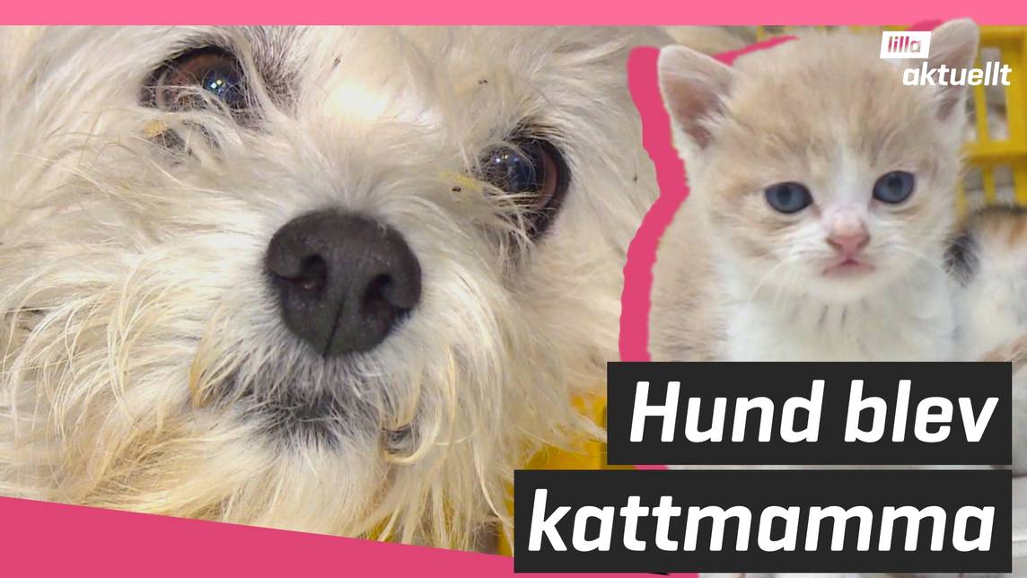 Lilla Aktuellt & Lilla Aktuellt skola – Hund blev kattmamma | SVT Play