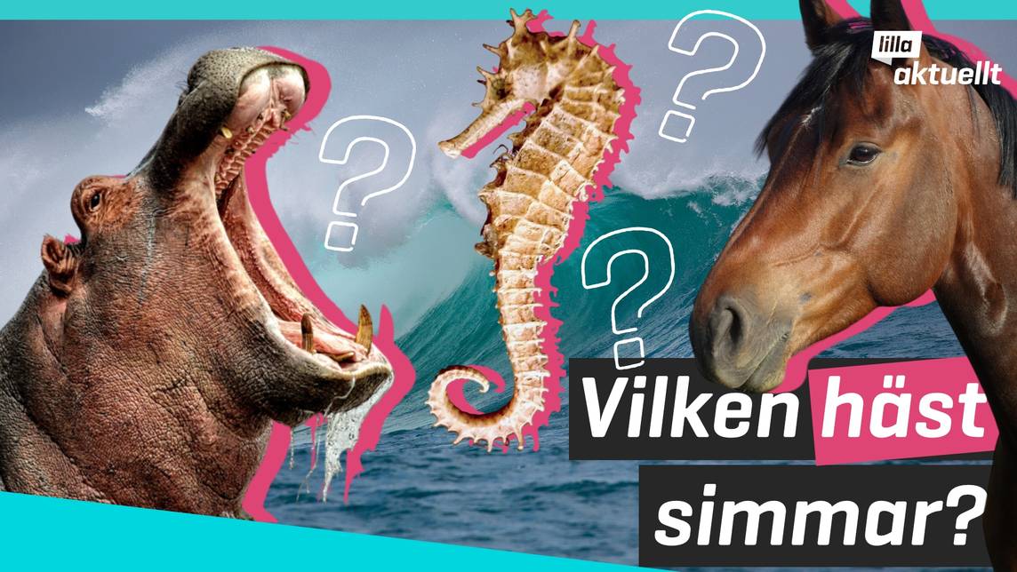 Lilla Aktuellt & Lilla Aktuellt skola – Vilken häst simmar i USA? | SVT ...