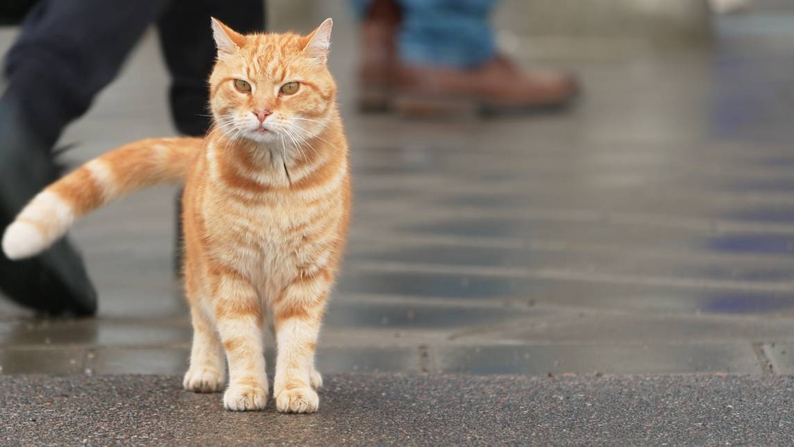 En helg med Luffar-Lasse – lördag | SVT Play