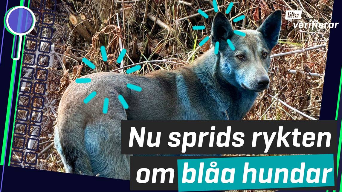 Lilla Aktuellt & Lilla Aktuellt skola – Blåa hundar hittade i Ukraina ...