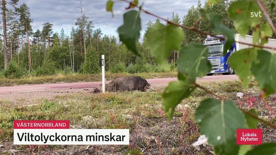 Lokala Nyheter Västernorrland – Igår 07:33 | SVT Play