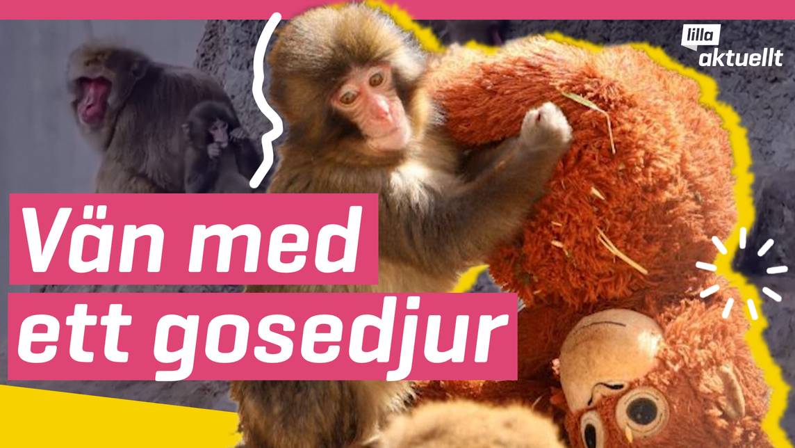 Lilla Aktuellt & Lilla Aktuellt skola – Apan blev övergiven av sin ...
