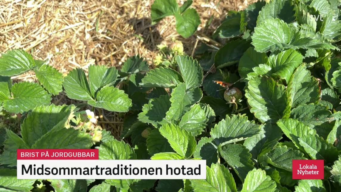 Lokala Nyheter Skåne – Igår 09:05 | SVT Play