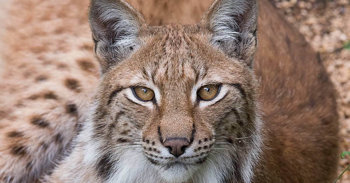 Fler stora katter i de östgötska skogarna | SVT Nyheter