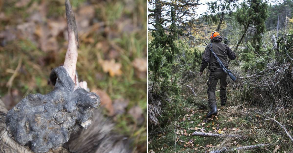 Ovanlig älg skjuten – är varken tjur eller ko | SVT Nyheter