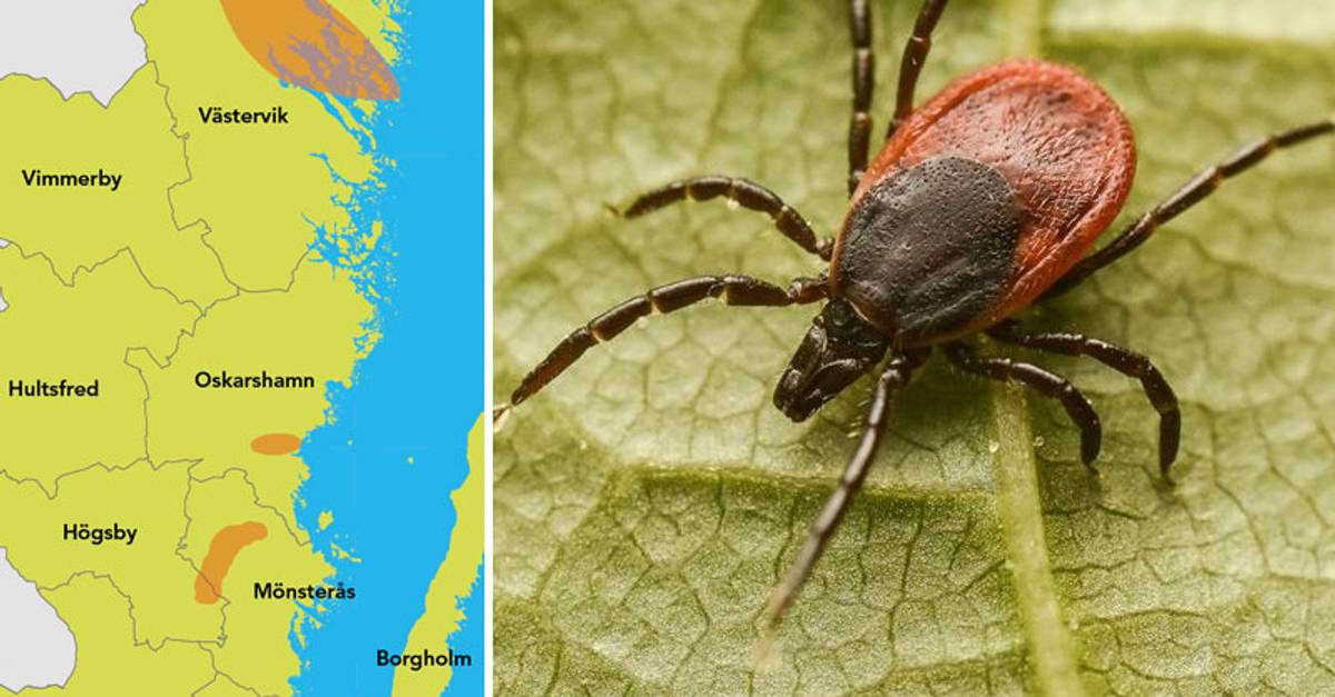Nya riskområden för TBE – vaccination rekommenderas | SVT Nyheter