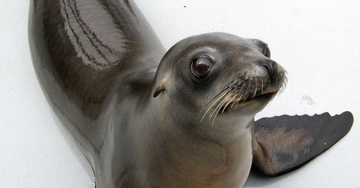 Ronan är världens enda dansande sjölejon | SVT Nyheter