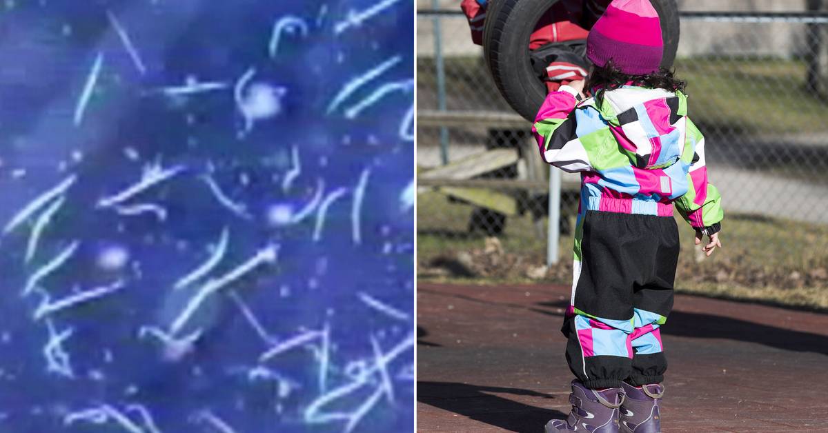 Explosionsartad ökning av springmask – nätdoktorer nedringda i jakt på ...