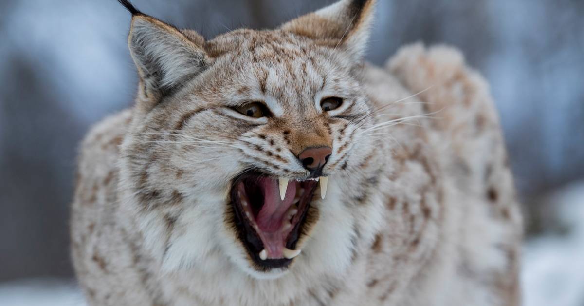 Fyra oväntade fakta om lodjur | SVT Nyheter