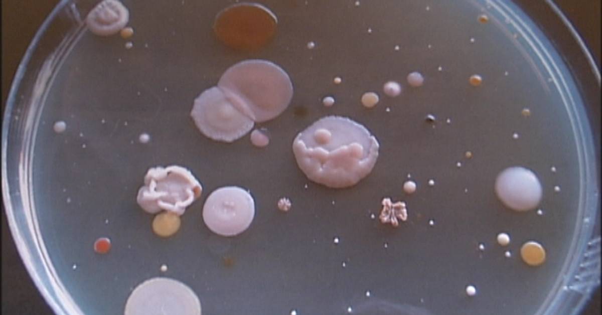 Tarmbakterier i is | SVT Nyheter