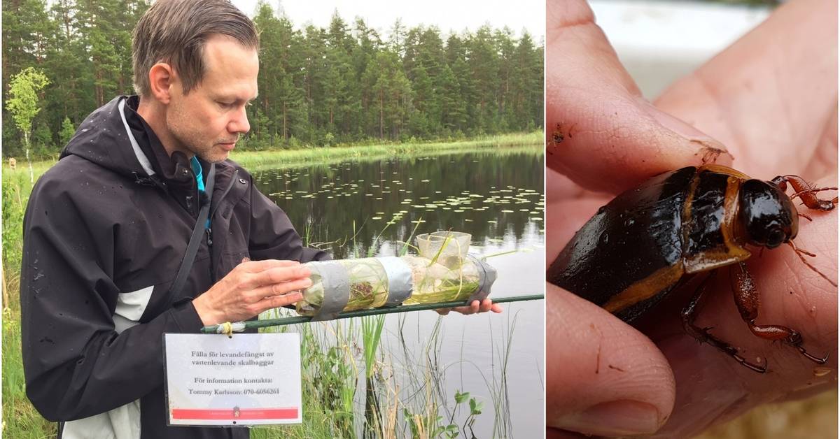 På jakt efter dykarbaggar | SVT Nyheter