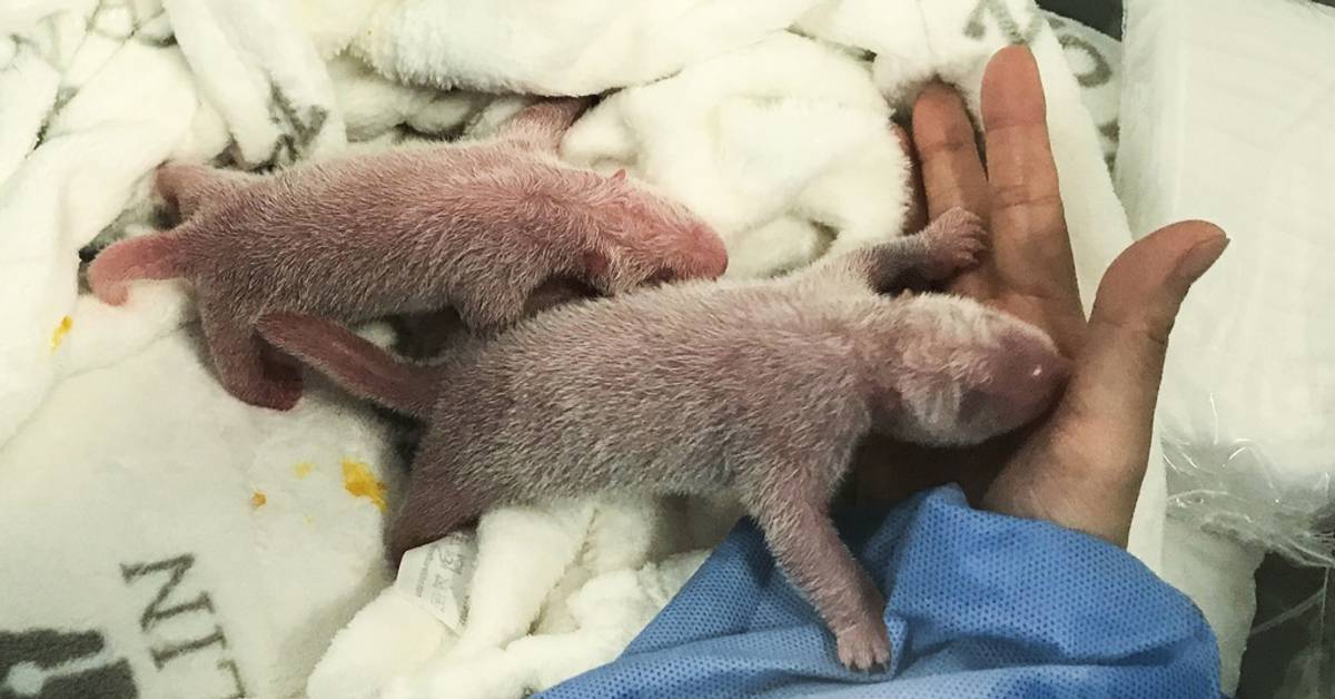 Pandaungar väcker politisk debatt i Berlin | SVT Nyheter