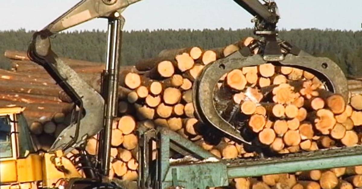 Massaved från länet blir kartong i Husum | SVT Nyheter