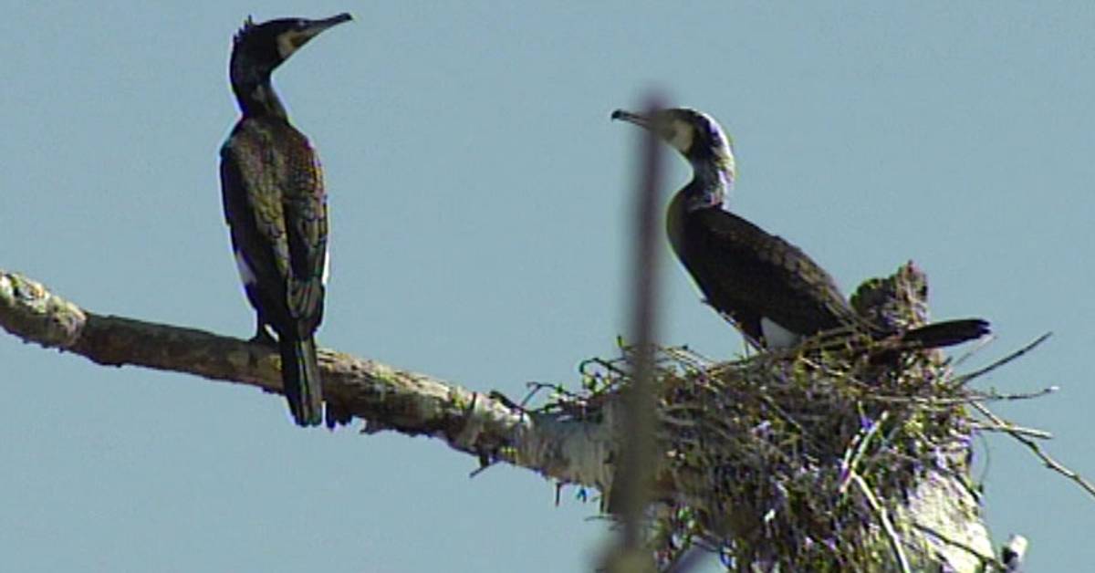 230 skarvar får skjutas | SVT Nyheter