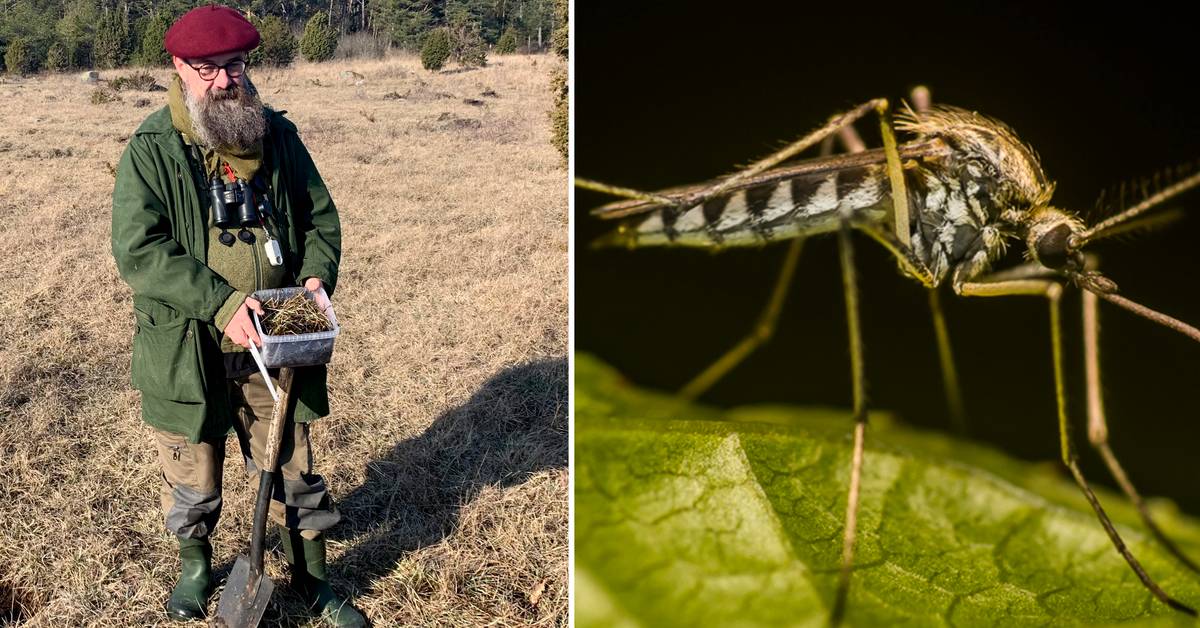 Aggressiva myggor kartläggs på Gotland | SVT Nyheter