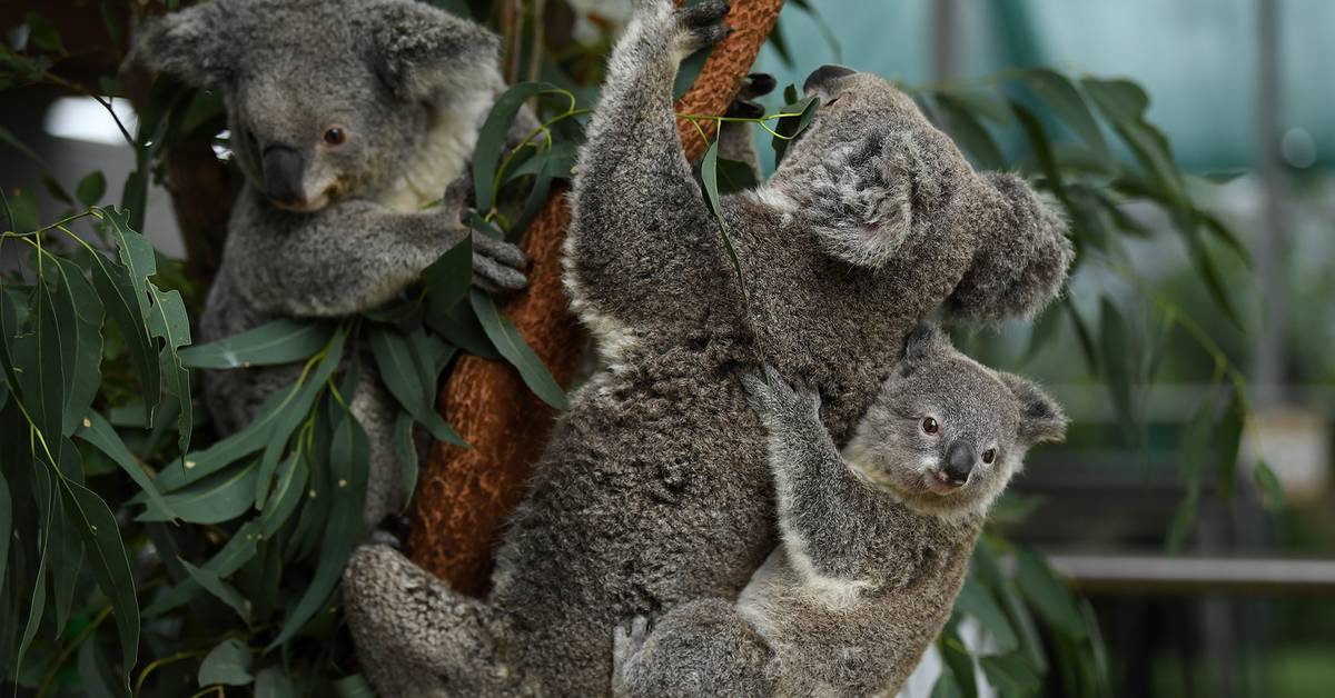 Australiens östkust: Koalan nu utrotningshotad | SVT Nyheter