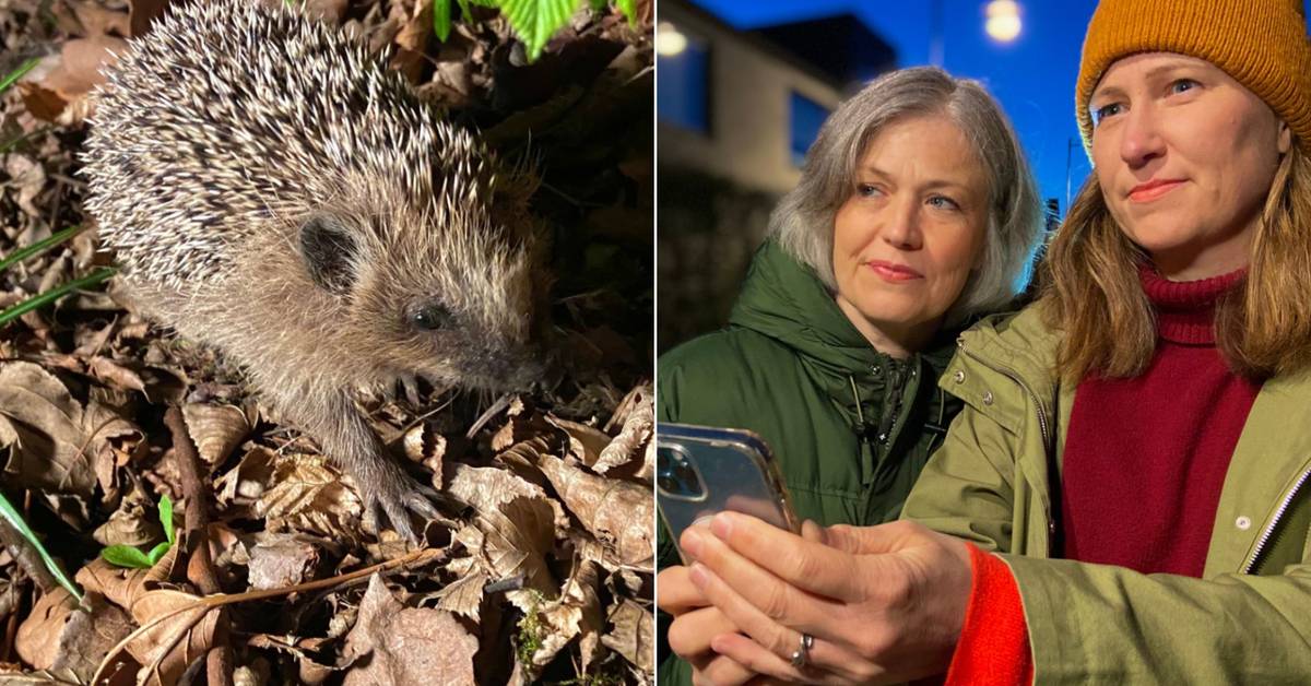How to take care of hedgehogs in the garden - the expert's tips ...