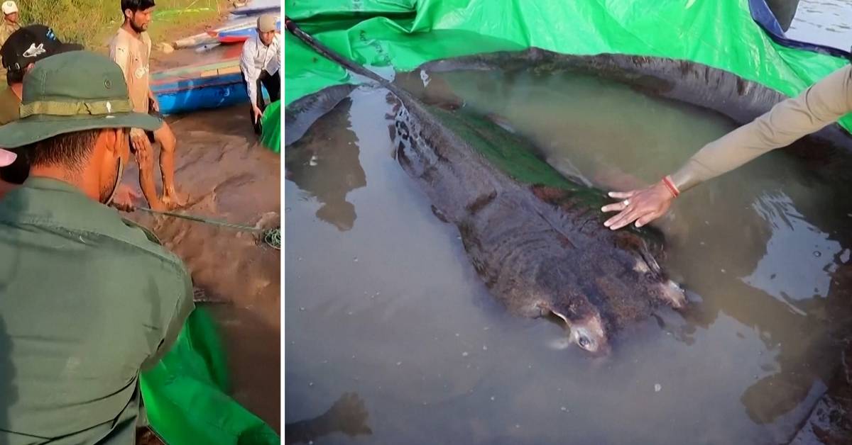 This is where the giant fish, which is almost four meters long, is ...