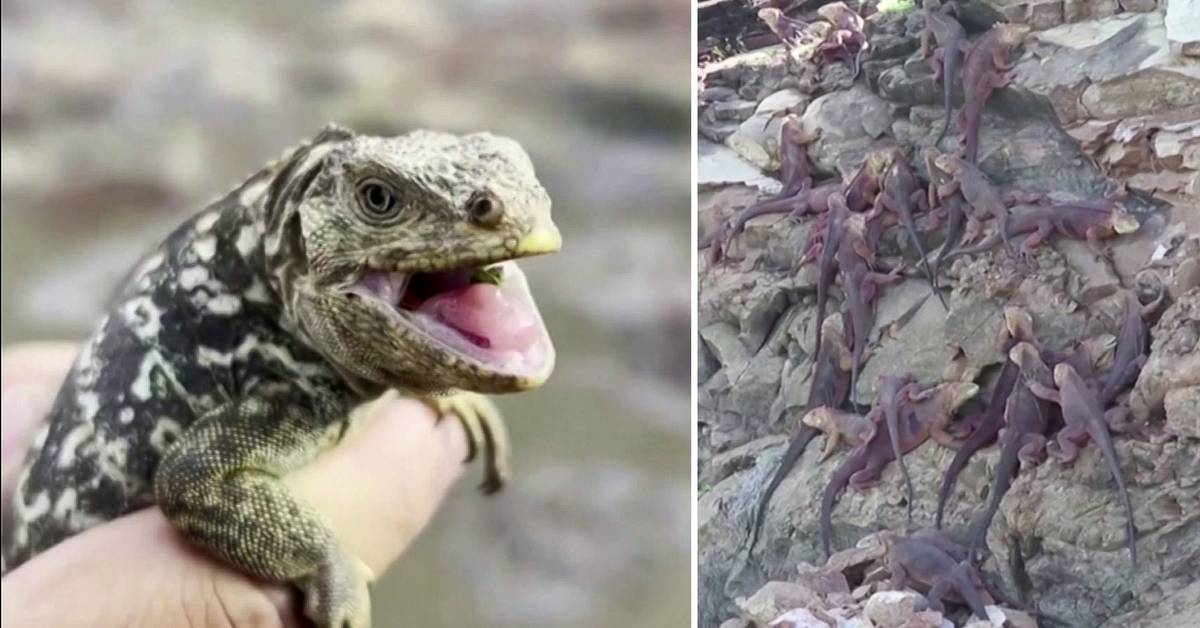 Här förökar sig leguaner på egen hand – första gången på 200 år | SVT ...