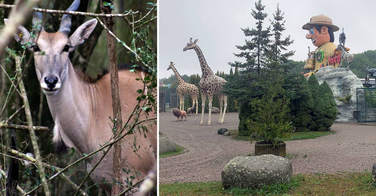 Utredning om dödsolycka på Ölands djurpark klar | SVT Nyheter