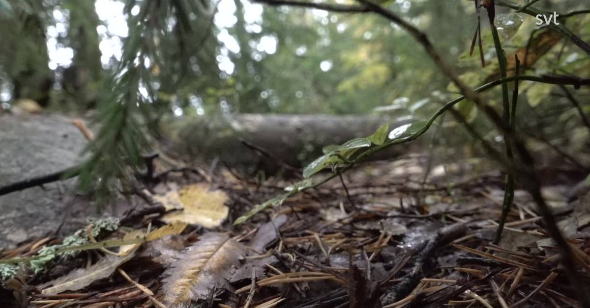 Harpest fortsätter att härja i Västerbotten – nära 30 nya fall på två ...