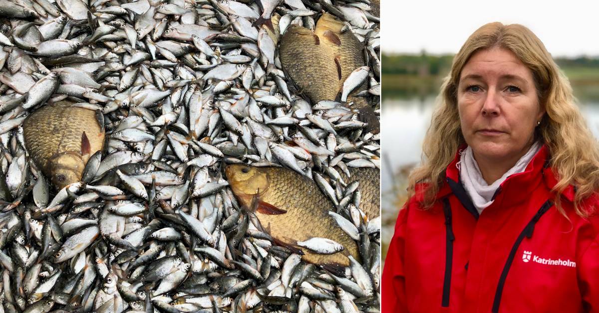 Därför har 17 ton vitfisk tagits upp ur Spetebysjön utanför Valla | SVT ...