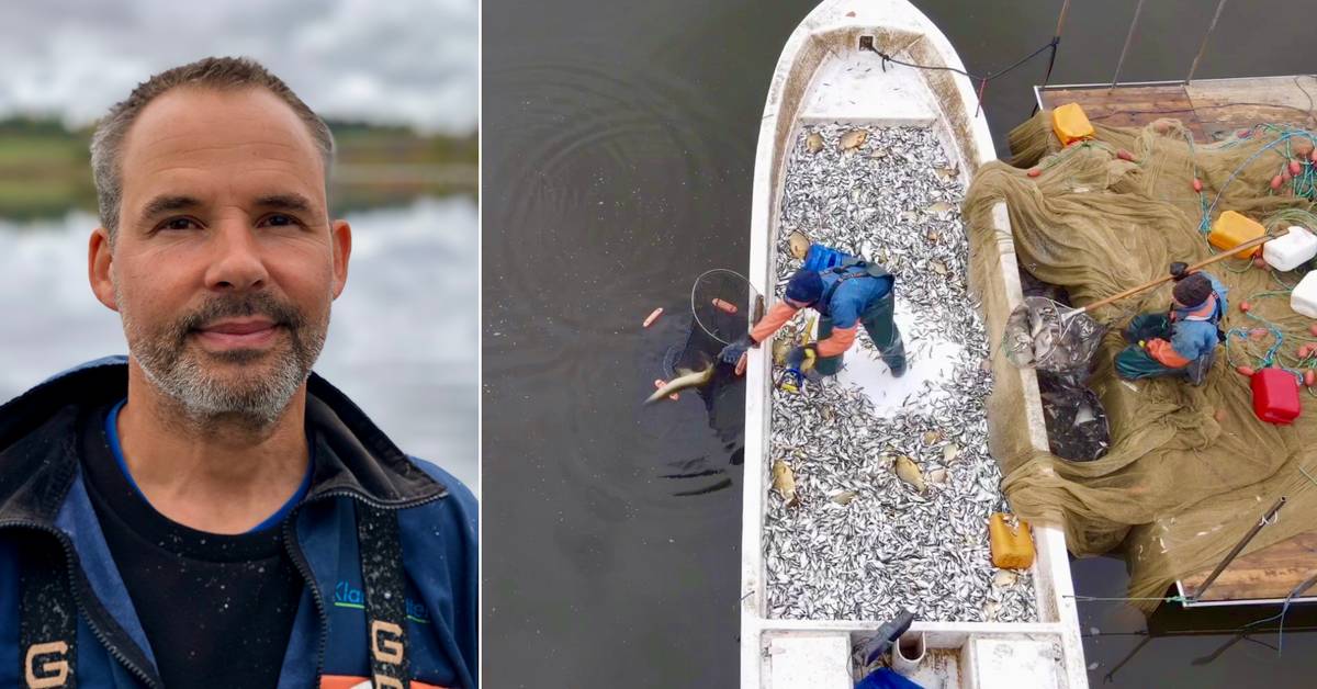 Här fångas de i tusental i jättesäcken – följ med när sjön reduceras på ...