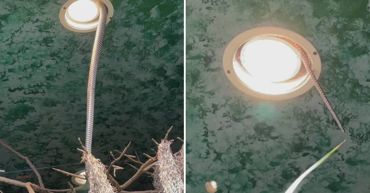 Skansen-Jonas om ormens flykt: Byte till lågenergilampor öppnade en ...