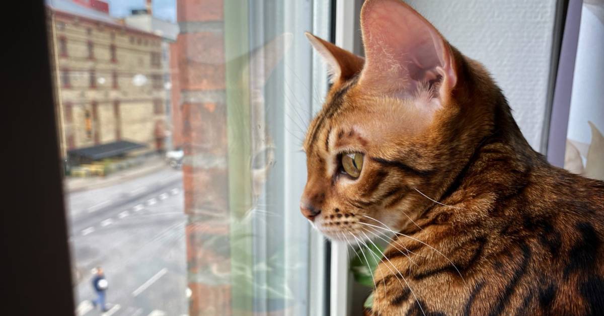 Världens vackraste katt finns i Malmö – här är Bambu | SVT Nyheter