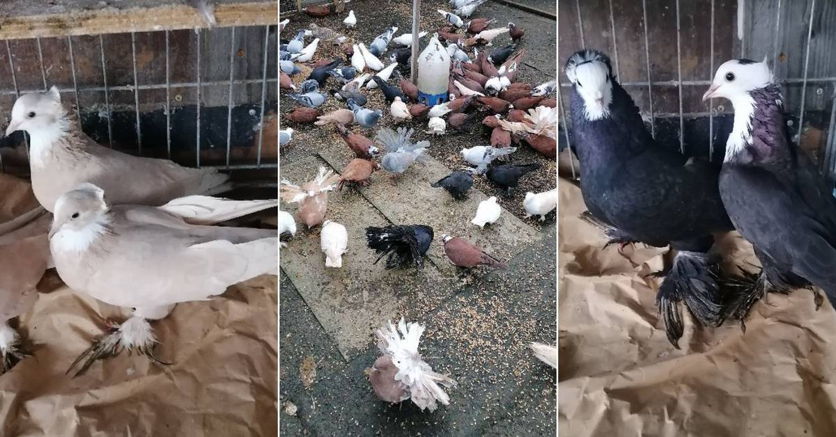 120 duvor försvann i Strängnäs – ägaren: ”Har inte sovit på tre dagar ...