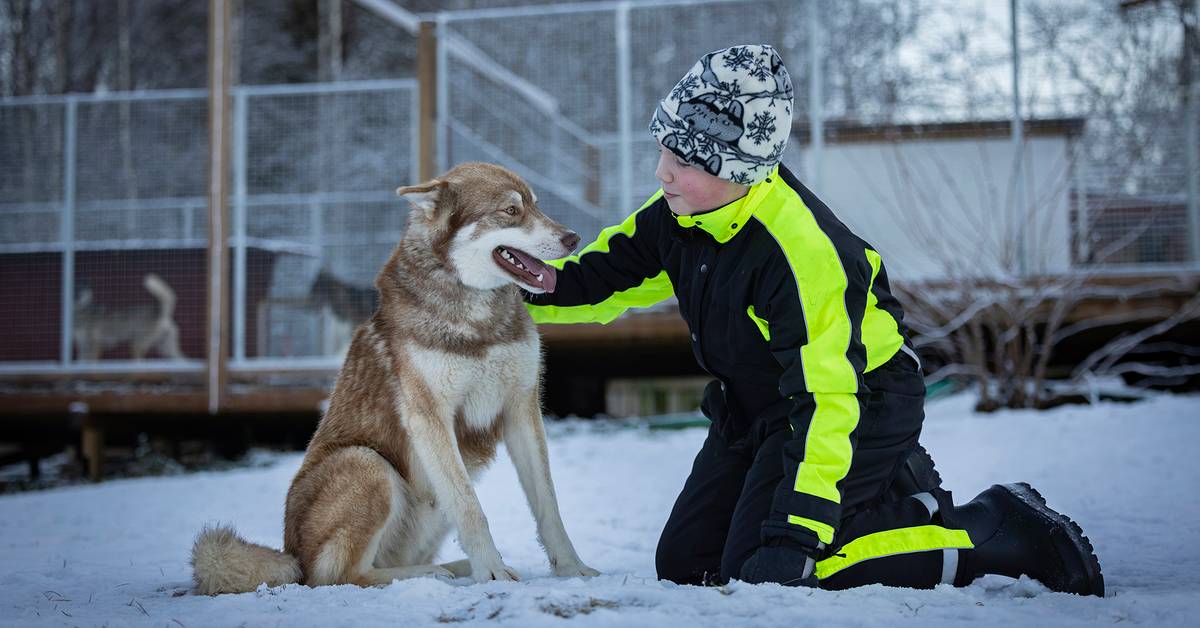 Årets bragdhund räddade barn ur vak | SVT Nyheter