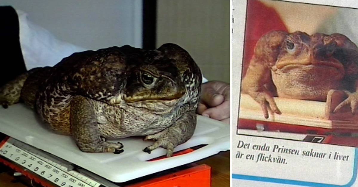 Världens största padda hittad i Australien – eller? | SVT Nyheter